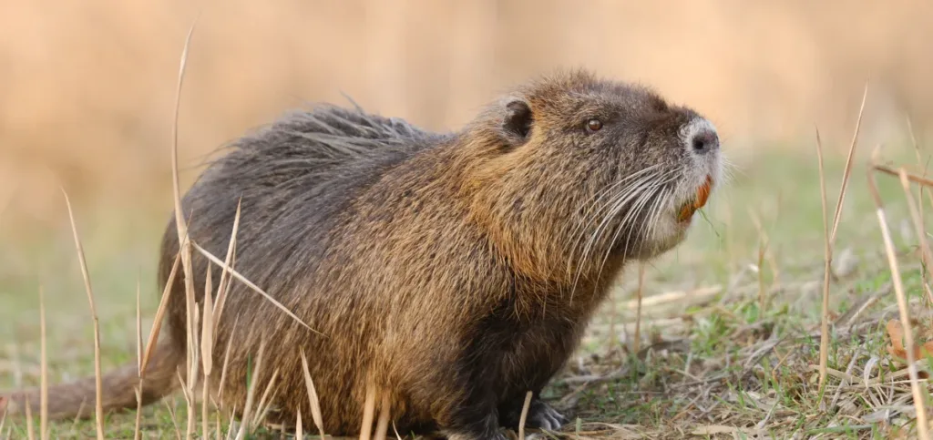 Nutria vs. Muskrat: What's the Difference?